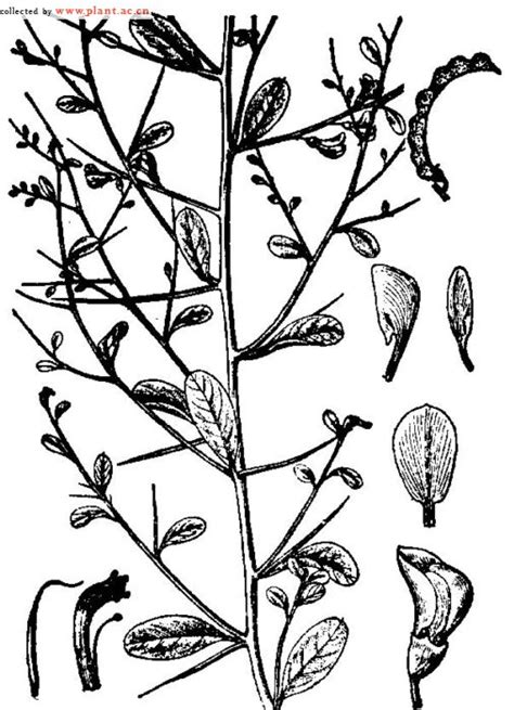 骆驼刺图片简笔画 骆驼刺简笔画 大山谷图库