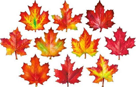 Осенние листья картинки для оформления распечатать Осенние листья для оформления школьной доски