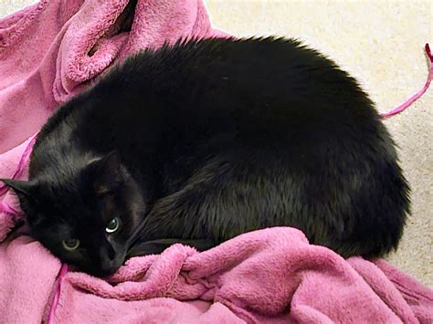 My Sweet Rescue Kitty Nut Age 5 Now We Adopted Him 3 Years Ago Snuggling On My Robe R