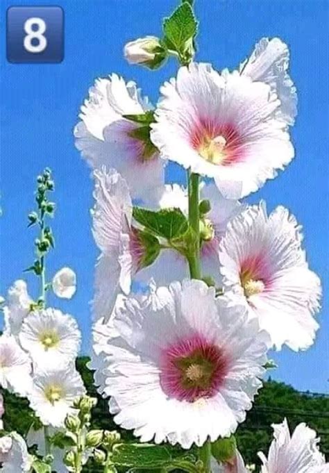 Цэцгийн Үр 🌺Шток роза дан дэлбээт хоёр наст гоёл чимэглэлийн цэцэг 🌱Өндөр 2метр 💯1гр үр 10