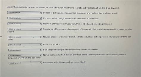 Solved Match The Neuroglia Neuron Structures Or Type Of Chegg Com