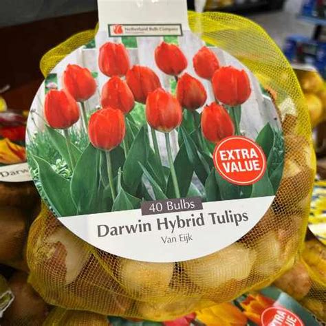 Tulip Van Eijk Jumbo 40 Pack Transform Rooms Fast With Premium