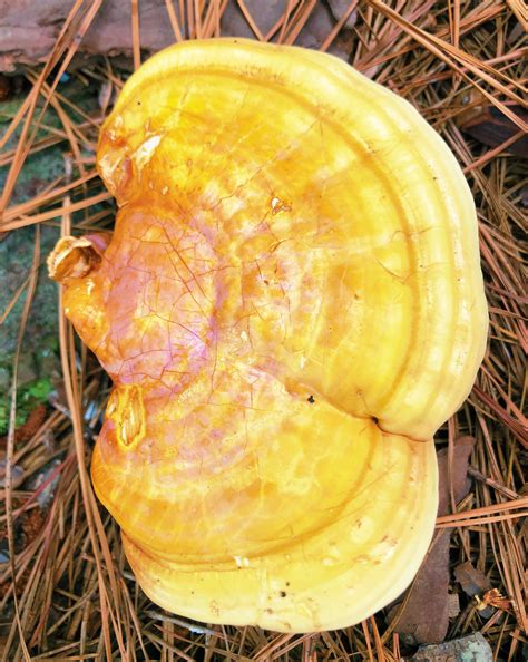 Beautiful Ganoderma Species Found In Virginia R Mushroomporn