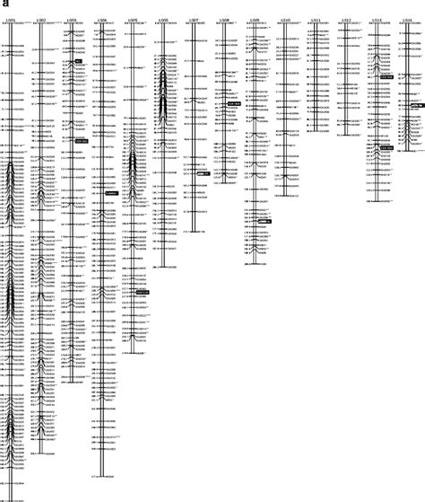 Snpssr Linkage Maps Of F31 A And F32 B With A Default Order Download Scientific Diagram