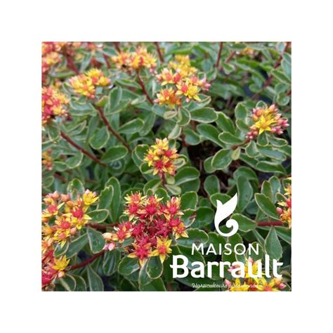 Sedum Kamtschaticus Variegatum