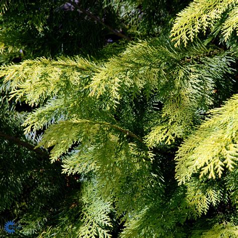 Tsuga Canadensis Pendula Johansens Planteskole Aps