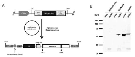 Generation Of Replication Defective Adenovirus Expressing Np Gene Of Download Scientific
