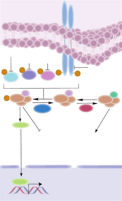 Isr Signaling Pathway And Known Isr Kinase Inhibitors Download Scientific Diagram