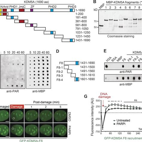 Mapping Of A Par Interaction Domain Within Kdm5a A Domain