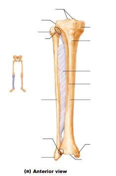 Tibia And Fibula Anterior Diagram Quizlet