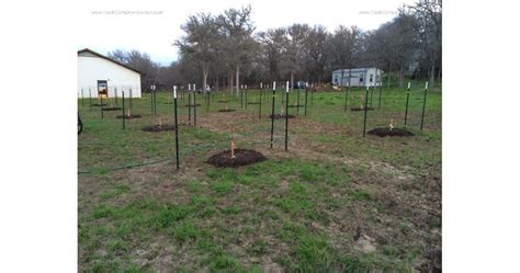 Ако ще засаждате дръвчета Български Фермер