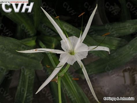 水鬼蕉Hymenocallis littoralis Jacq Salisb 植物图片库 植物通