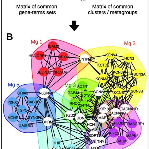 Pdf Functional Gene Networks R Bioc Package To Generate And Analyse Gene Networks Derived