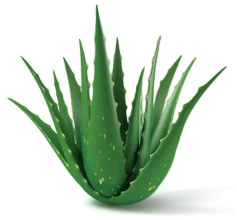 💦ครีมอาบน้ำผสมว่านหางจรเข้ สูตรอ่อนโยน 🏥ผลิตโดย ฝ่าย เภสัชกรรม รพ ศิริราช 💦ใช้อาบน้ำ ทำความสะอาด