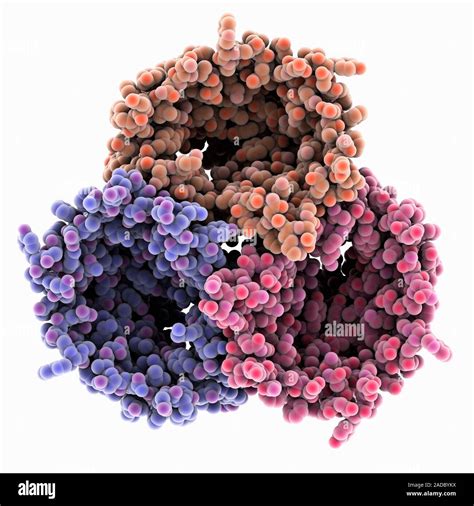 Porin Molecule Computer Model Showing The Structure Of Porin A Beta Barrel Cross Membrane