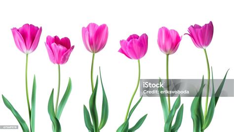 튤립입니다 색 벡터 튤립 흰색 배경에 고립입니다 설계 및 인사 사랑된 하는 사람에 대 한 엽서 카드에 대 한 다른 모양에 꽃 0명에 대한 스톡 벡터 아트 및 기타 이미지