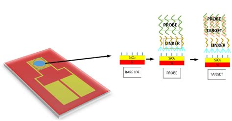 Formatting Design For Detecting Pathogen In Harumanis Plant Download Scientific Diagram