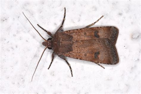 Noctuidae Galerie Et Clés De Détermination