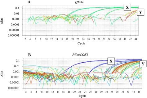 Qpcr Curves For Control Sample A Qmal Qpcr Result X—dna Samples From Download Scientific