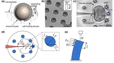 Vision Based Force Measurement Of Mouse Oocytes A Schematic Of The Download Scientific