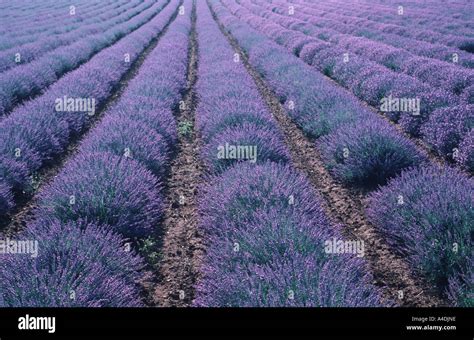 Lavender Lavandula Angustifolia Field Grown By Norfolk Lavender