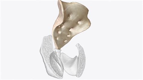 Premium Photo The Sacrum Is The Triangular Bone Just Below The Lumbar Vertebrae