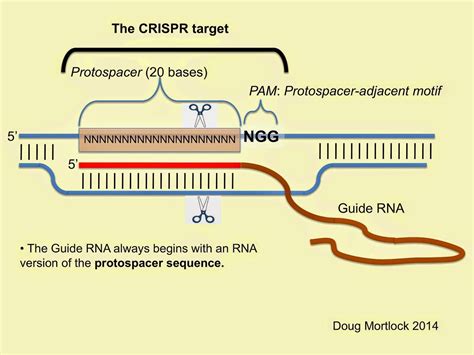 A Crispr Blog Bibliography Crispr Cas9 Protospacer Sequence