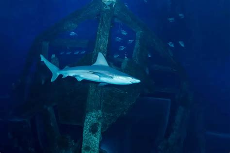 Shark Reef Aquarium Mandalay Bay Tickets Compare Prices