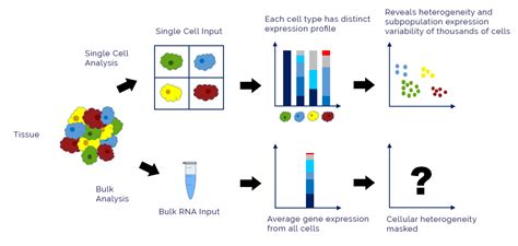 Single Cell Sequencing Revolution Unlocking Lifes Genetic Symphony