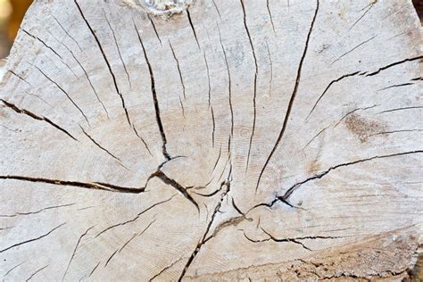 Cross Section Of Tree Trunk Stock Image Image Of Pine Brown 55550641