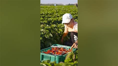 БИЗНЕС НА ВЫРАЩИВАНИИ И ЗАМОРОЗКЕ ЯГОД Youtube