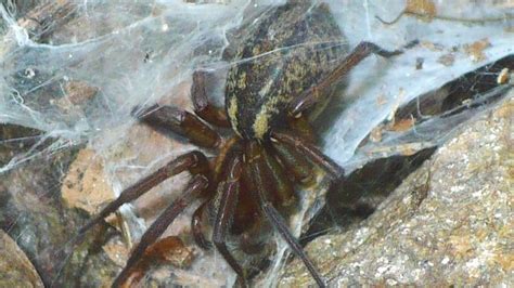 Female Spiders Play Dead During Sex So Males Dont…