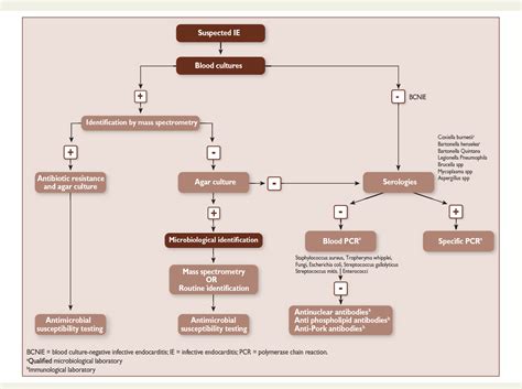 Algorithm For The Diagnosis Of Infective Endocarditis