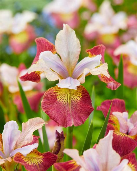 All About Iris