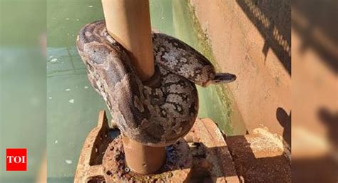 Six Feet Long Indian Rock Python Mumbai Python Rescued From Bhandup Water Filter Plant Cobra