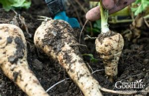 How To Grow Parsnips