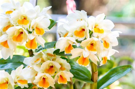 Dendrobium Orchids Varieties 30 Types Of Dendrobium
