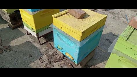 Как приготовить белковую подкормку (пасту) пчелам. Разлаживанием ...