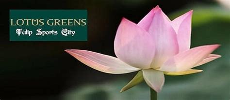 Lotus Green Photograph By Goldmine Developer Fine Art America