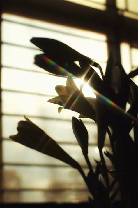 실내 가장 밝은 부분 고요한 광선 교활한 그림자 그림자 놀이 꽃 대조 따뜻함 렌즈 플레어 몽환 무드