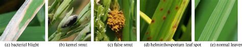 Figure 1 From Rice Disease Recognition And Feature Visualization Using