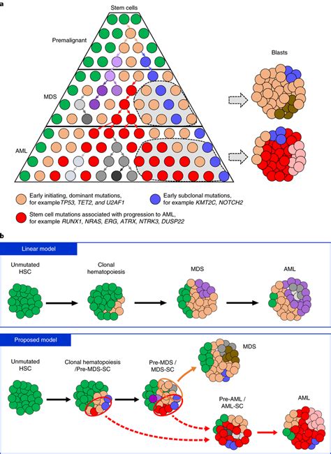 Proposed Model Of Subclonal Evolution Of Stem Cells During The
