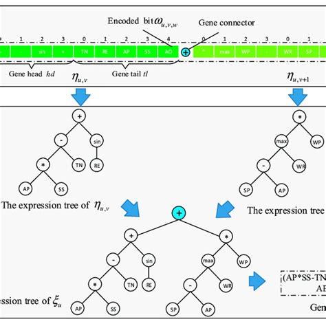 the encoding and decoding of the chromosome download scientific diagram