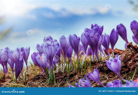 Wonderful Spring Scene Purple Flowers Under Sunlight On The Grass