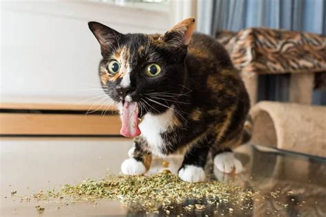 Catnip A Drug For Cats