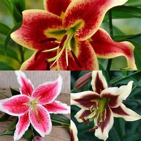 48 Bulbos Liliums Orientales Trio Cuotas Sin Interés