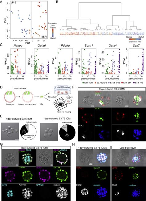 Cell Surface Fluctuations Regulate Early Embryonic Lineage Sorting Cell