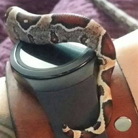 Red Tailed Boa Tail
