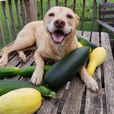 My Happy Farm Girl Homestead