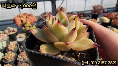 ㅂ이천승아다육😘온라인 다육판매😎 간편한 문자주문 빠른배송 친절한 전화상담 5만원이상 무료배송 다육이 다육식물 다육판매